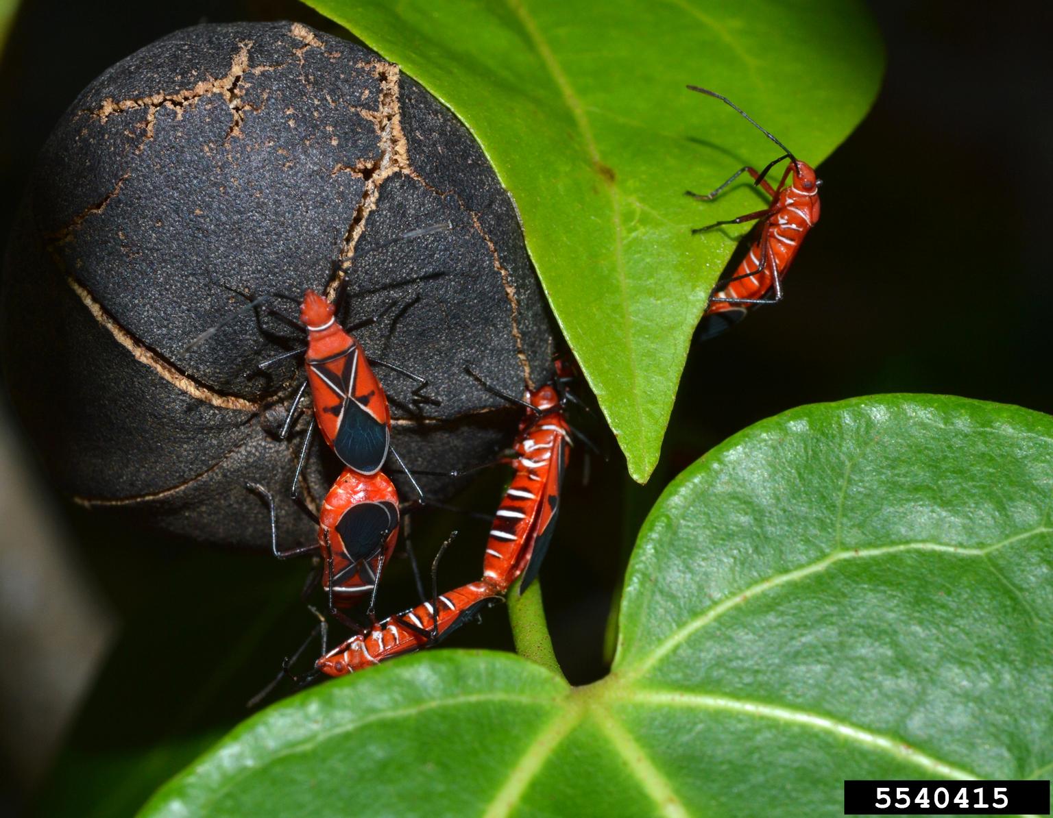St. Andrew's cotton stainers (Dysdercus andreae (Linnaeus, 1758))