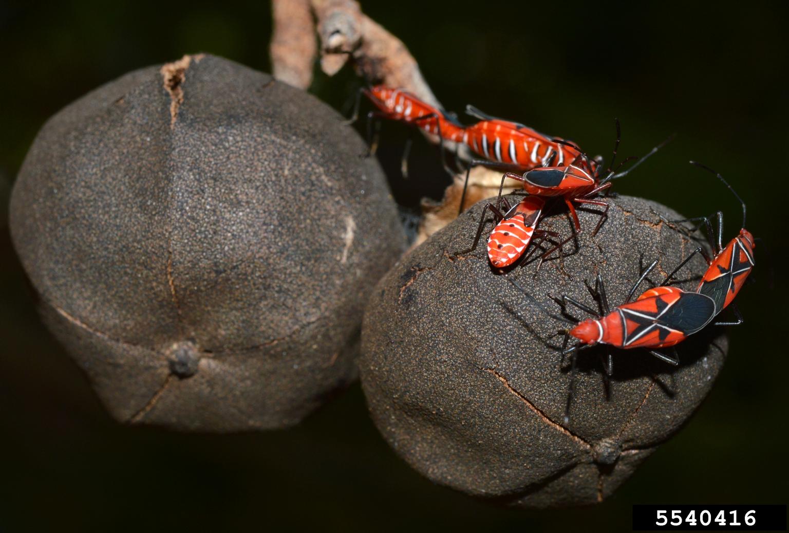St. Andrew's cotton stainers (Dysdercus andreae)
