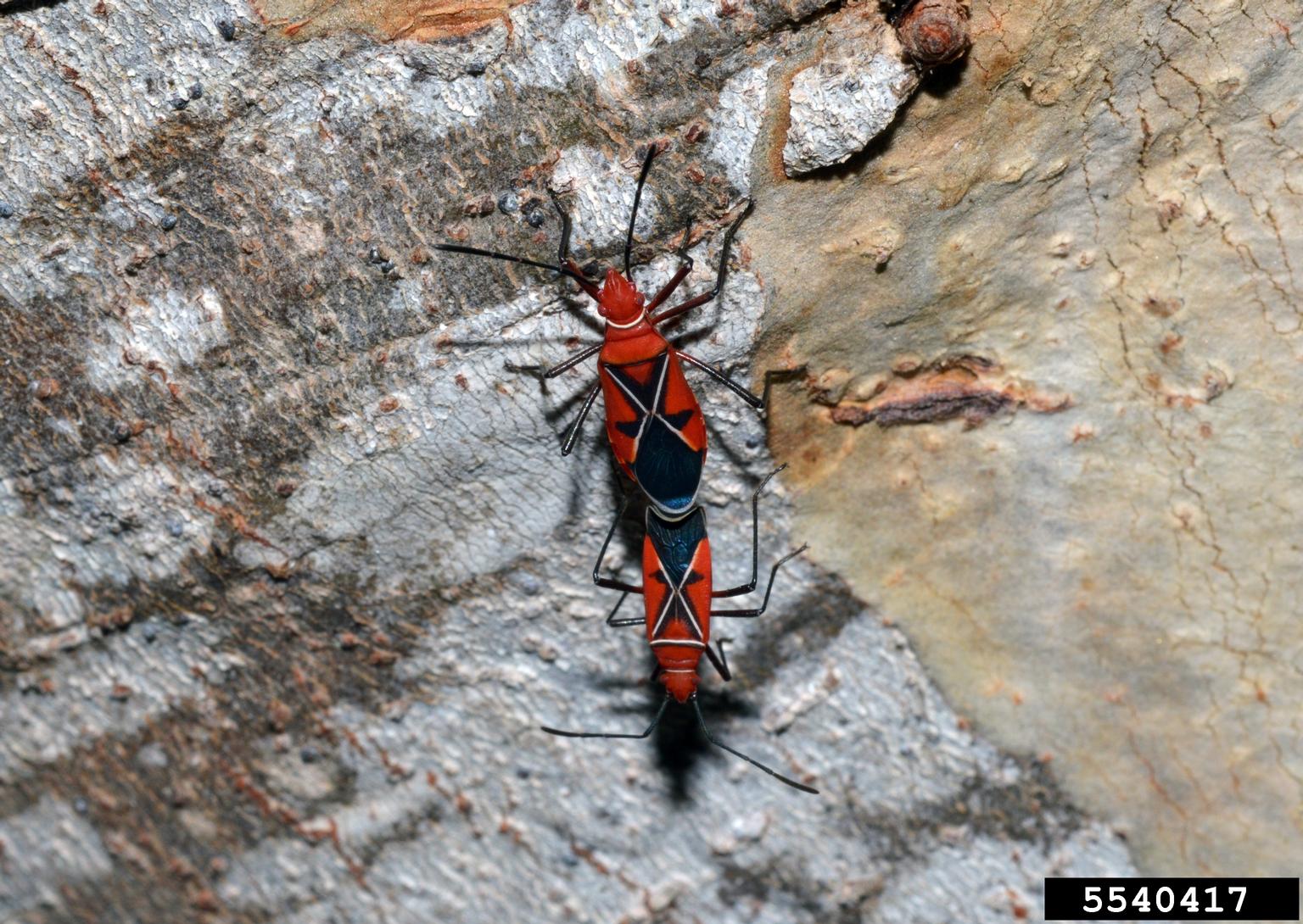 St. Andrew's cotton stainers (Dysdercus andreae)