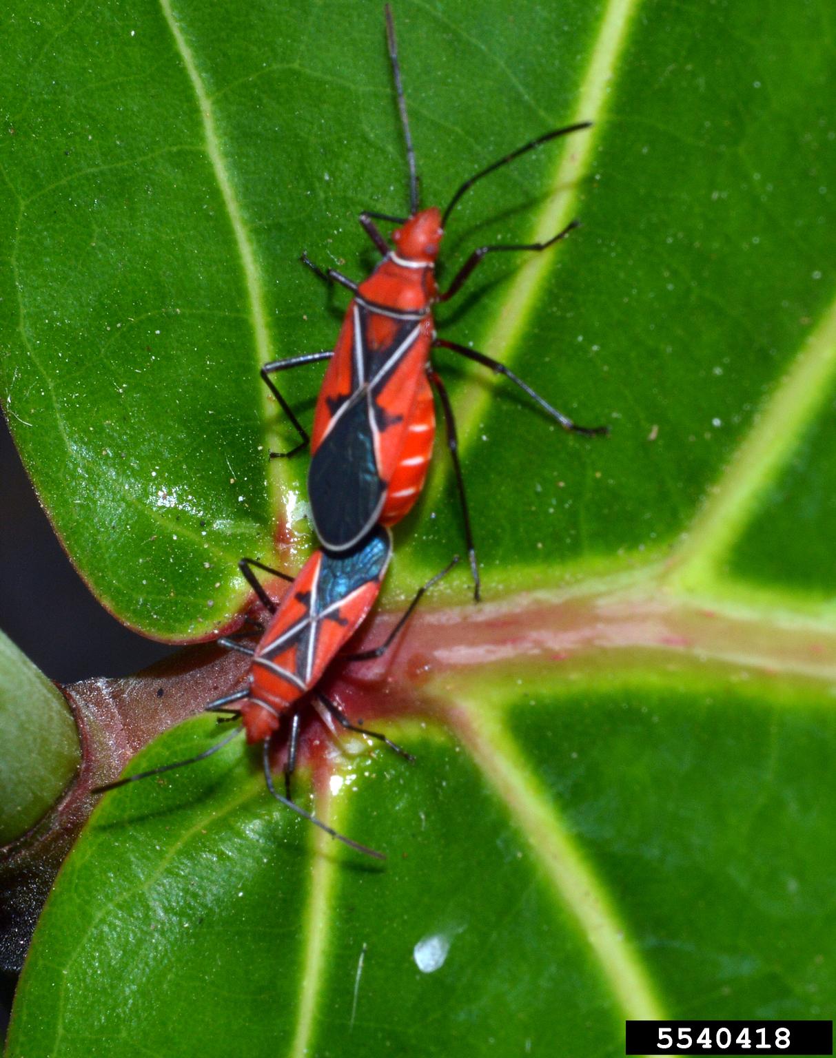 St. Andrew's cotton stainers (Dysdercus andreae)
