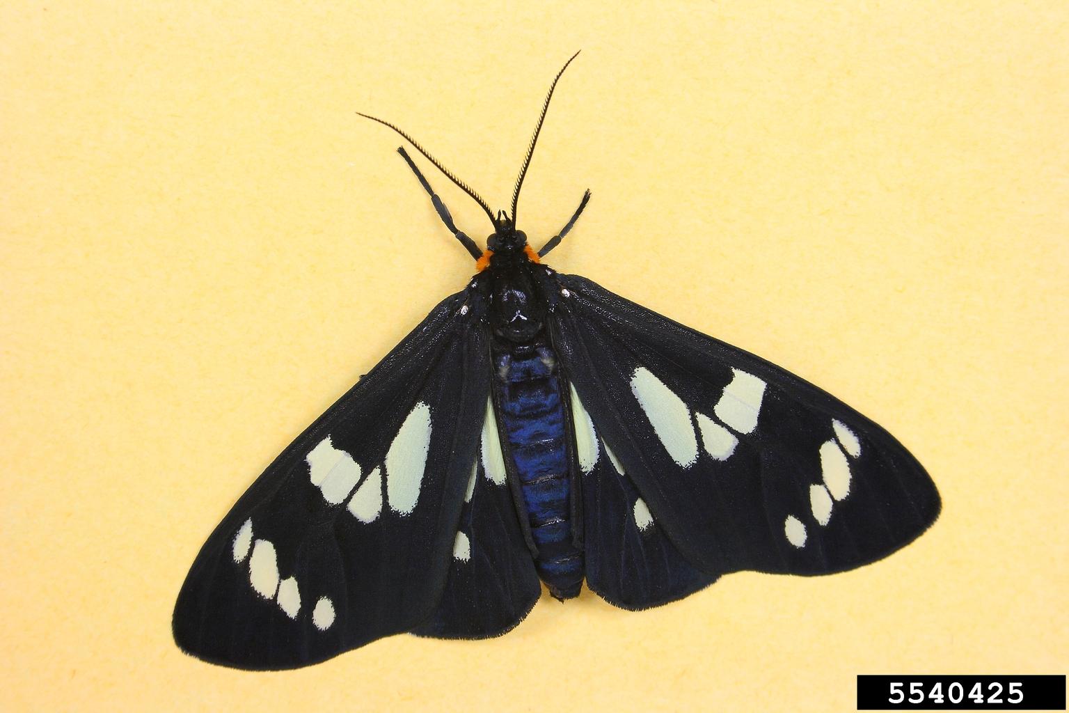 tiger moths (Gnophaela latipennis (Boisduval, 1852))