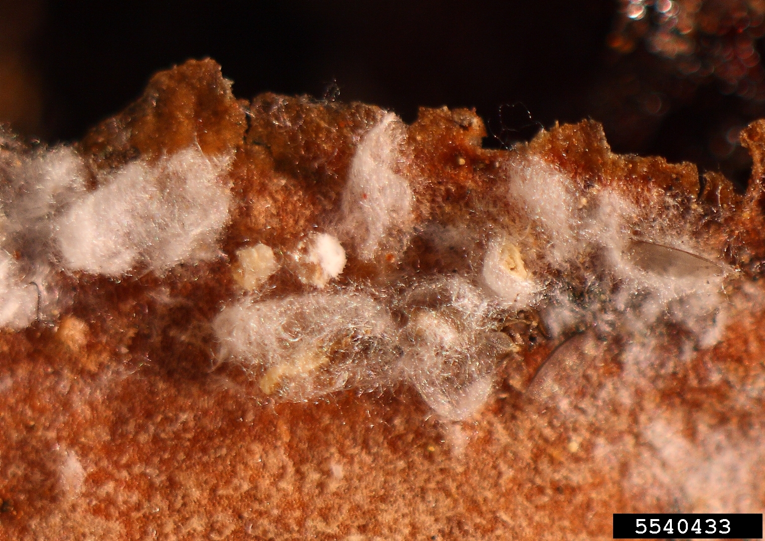 ponderosa pine twig scale (Matsucoccus bisetosus)
