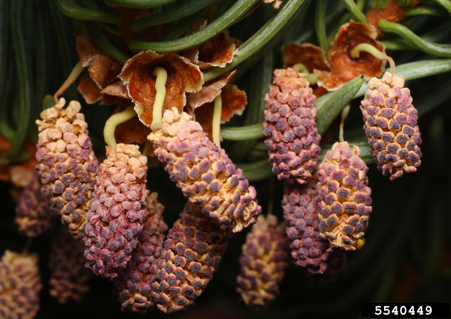 California red fir (Abies magnifica A. Murr.)