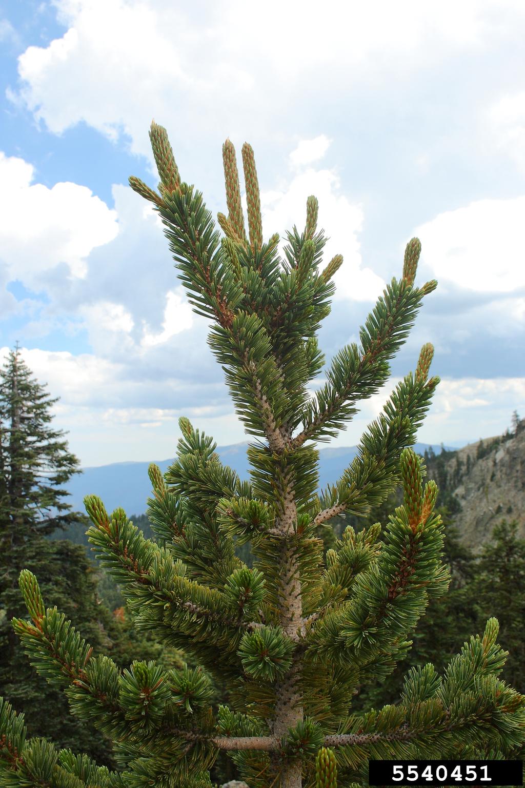 foxtail pine (Pinus balfouriana)