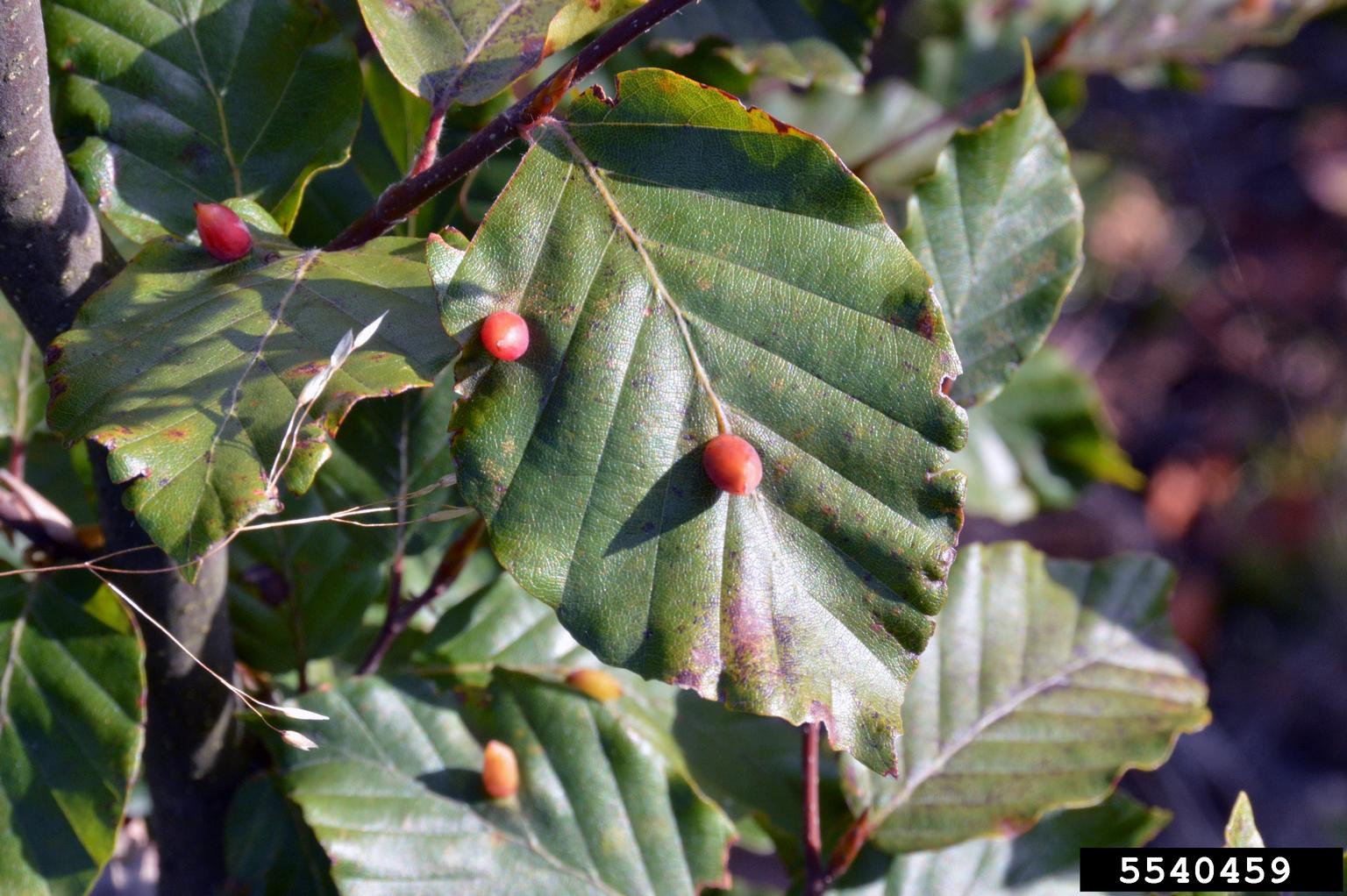 beech gall midge (Mikiola fagi (Hartig, 1839))