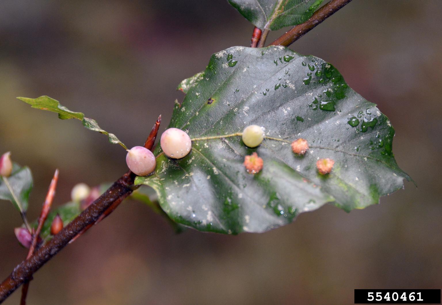 beech gall midge (Mikiola fagi)