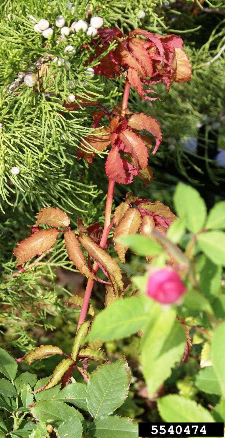 rose rosette disease (RRD) (Emaravirus RRD ) on 'Belinda's Dream' Rose ...