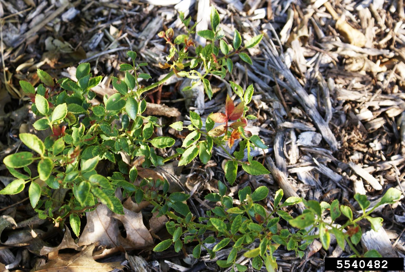 Rose rosette virus (RRV) (Emaravirus Rose rosette virus)