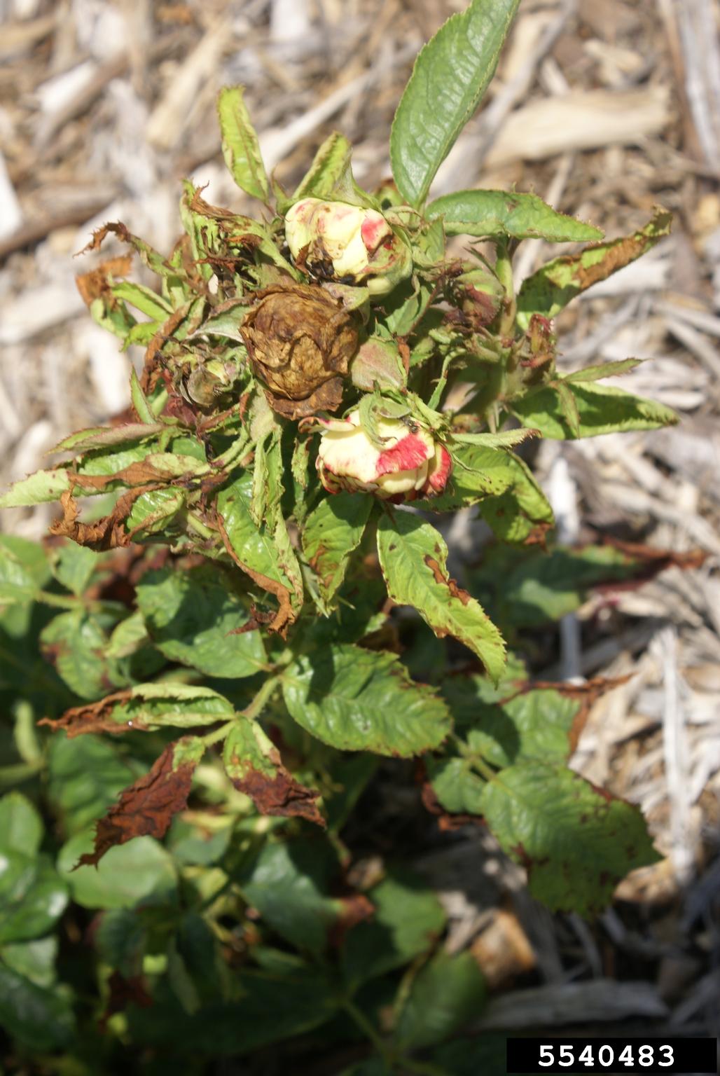 rose rosette disease (RRD) (Emaravirus Rose rosette disease)