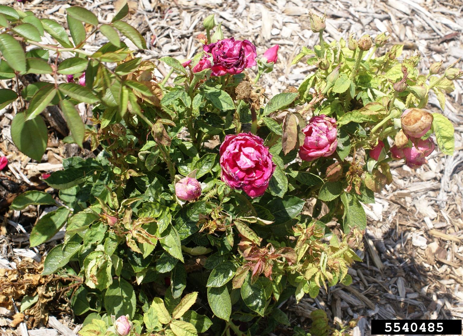rose rosette disease (RRD) (Emaravirus Rose rosette disease)
