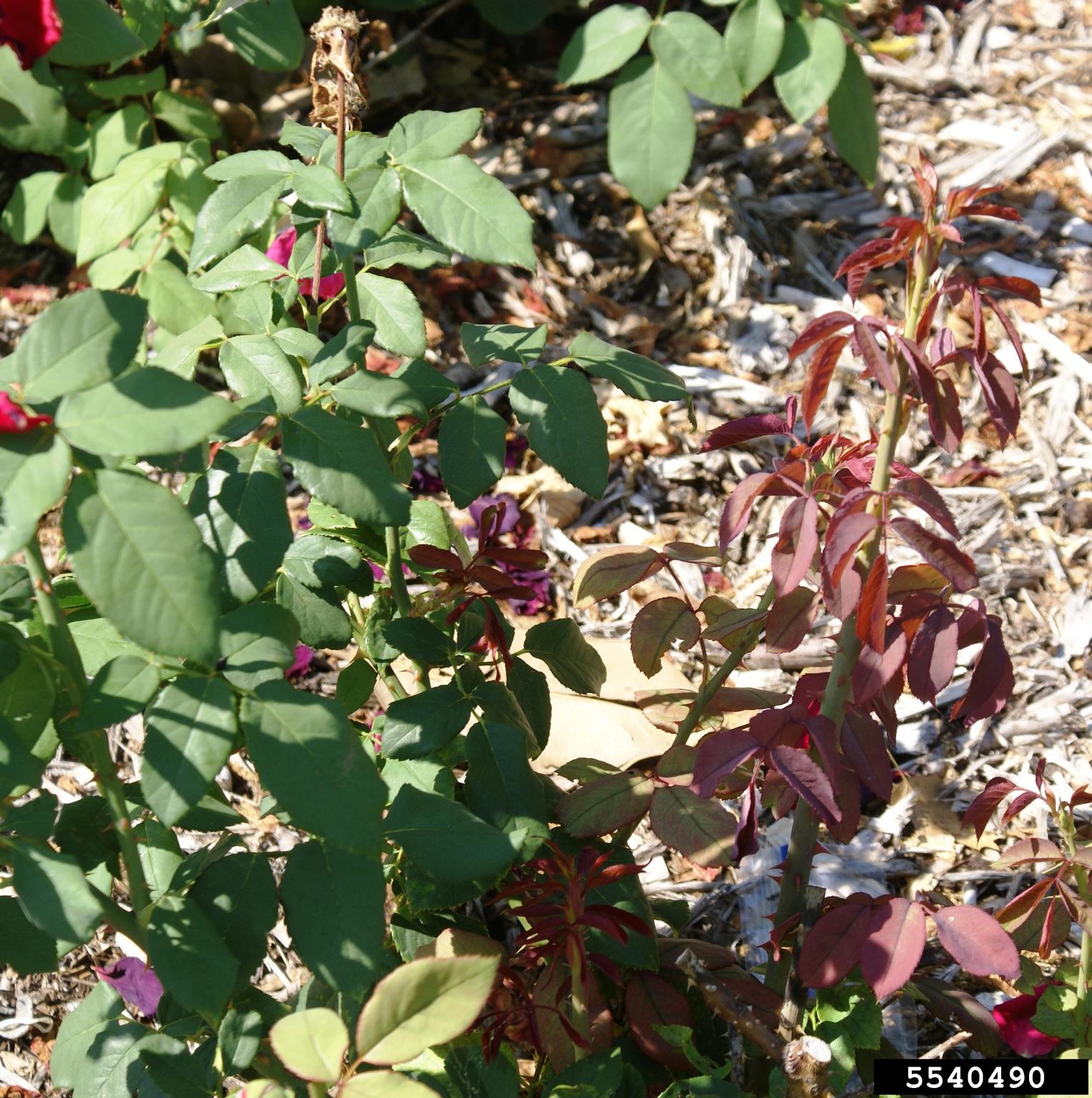 'Crimson Glory' Rose (Rosa hybrida cv. 'Crimson Glory')