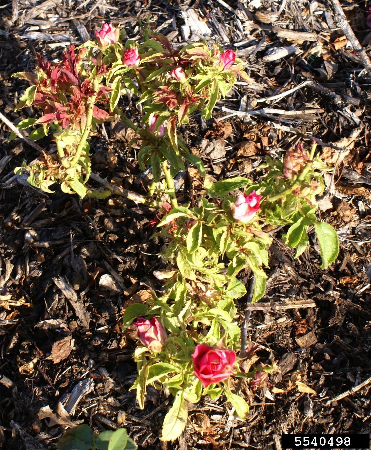 rose rosette disease (RRD) (Emaravirus Rose rosette disease)