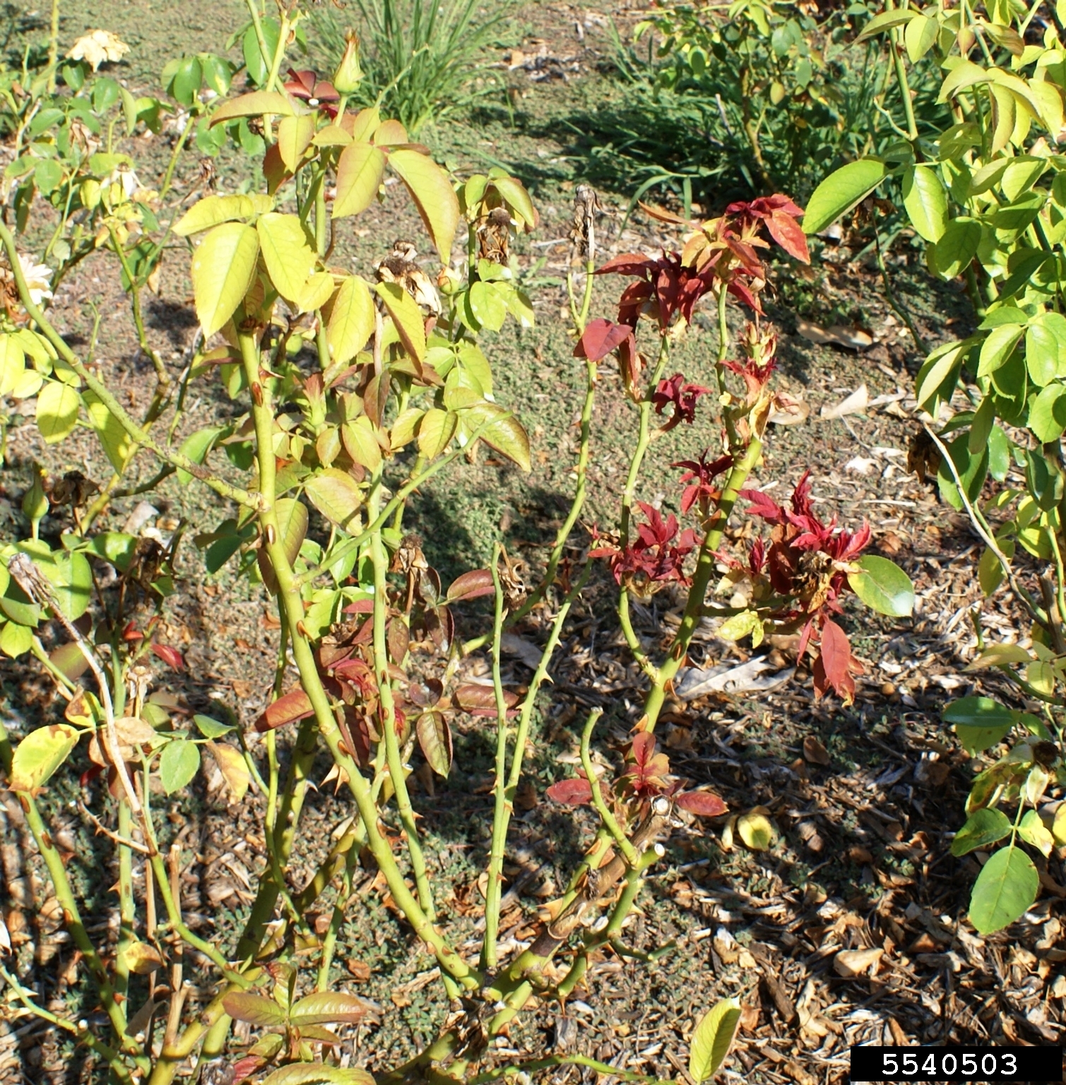 rose rosette disease (RRD) (Emaravirus Rose rosette disease)