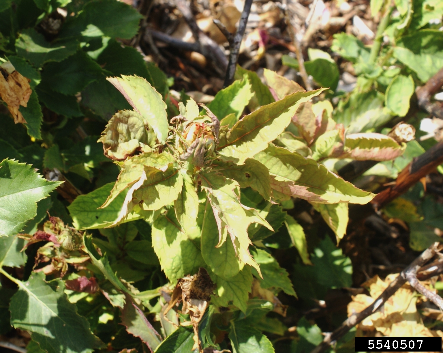 rose rosette disease (RRD) (Emaravirus RRD ) on 'Granada' Rose (Rosa ...