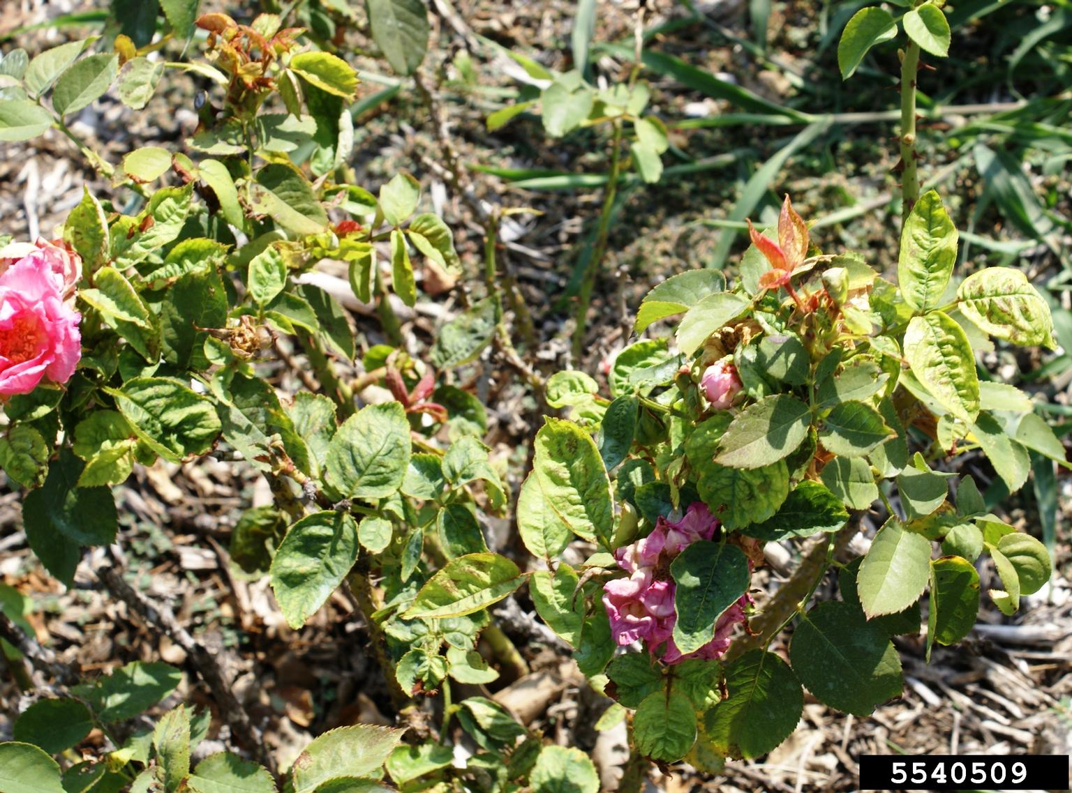 rose rosette disease (RRD) (Emaravirus Rose rosette disease)