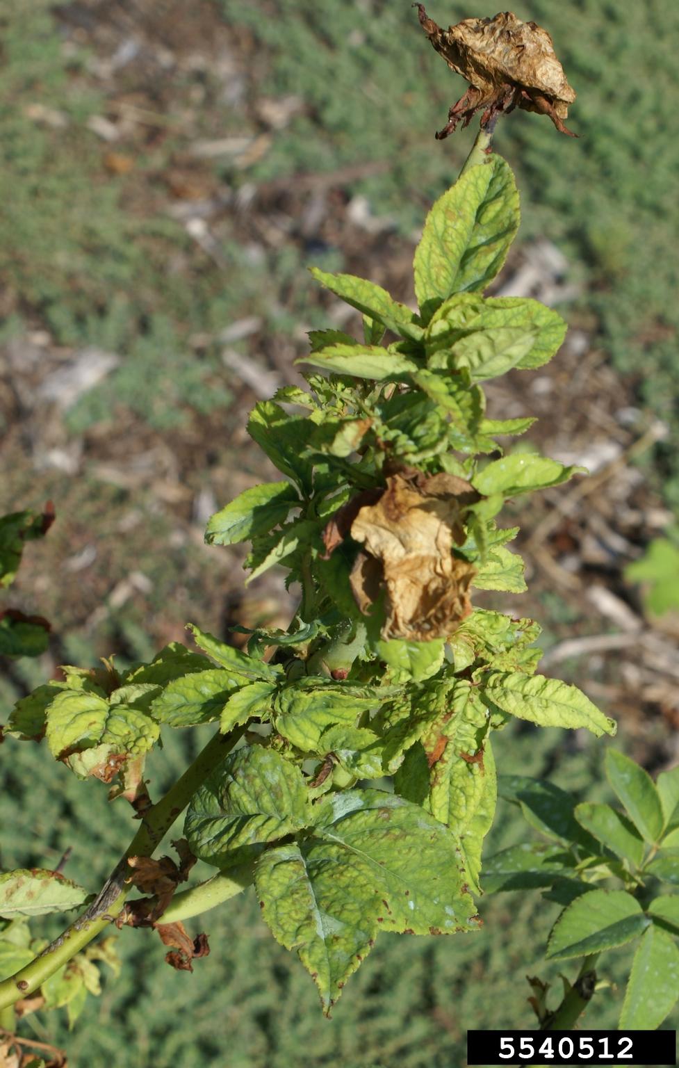 rose rosette disease (RRD) (Emaravirus Rose rosette disease)