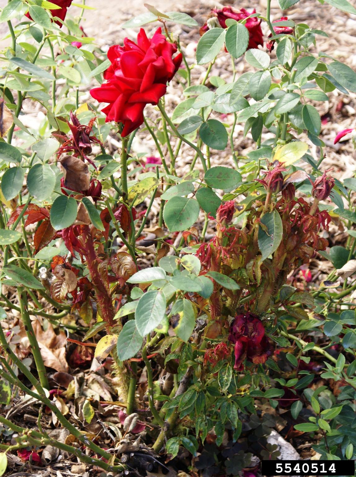 Rose rosette virus (RRV) (Emaravirus Rose rosette virus)