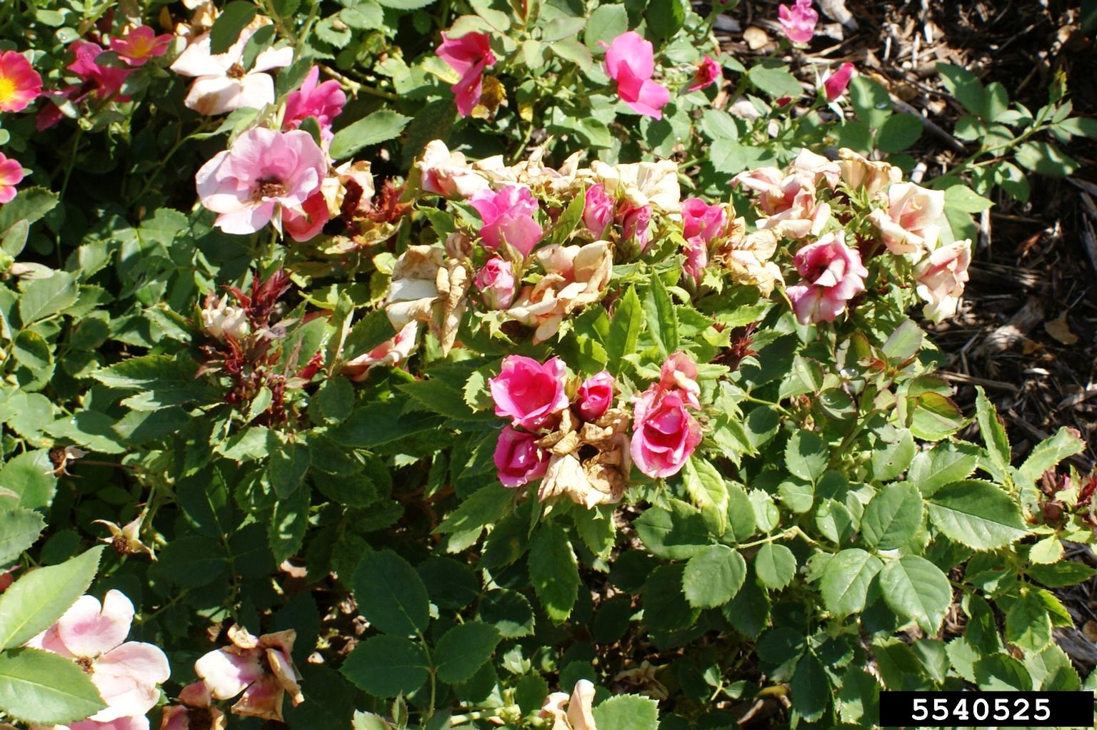 rose rosette disease (RRD) (Emaravirus Rose rosette disease)
