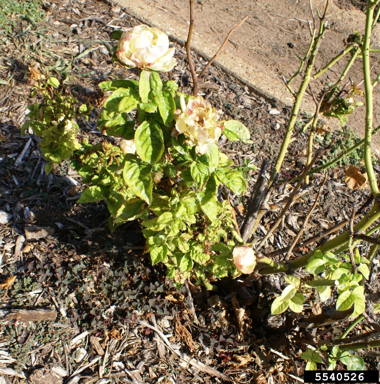 rose rosette disease (RRD) (Emaravirus Rose rosette disease)