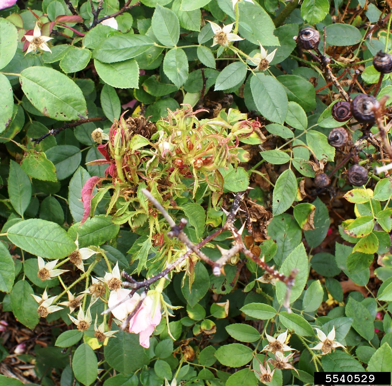 rose rosette disease (RRD) (Emaravirus Rose rosette disease)