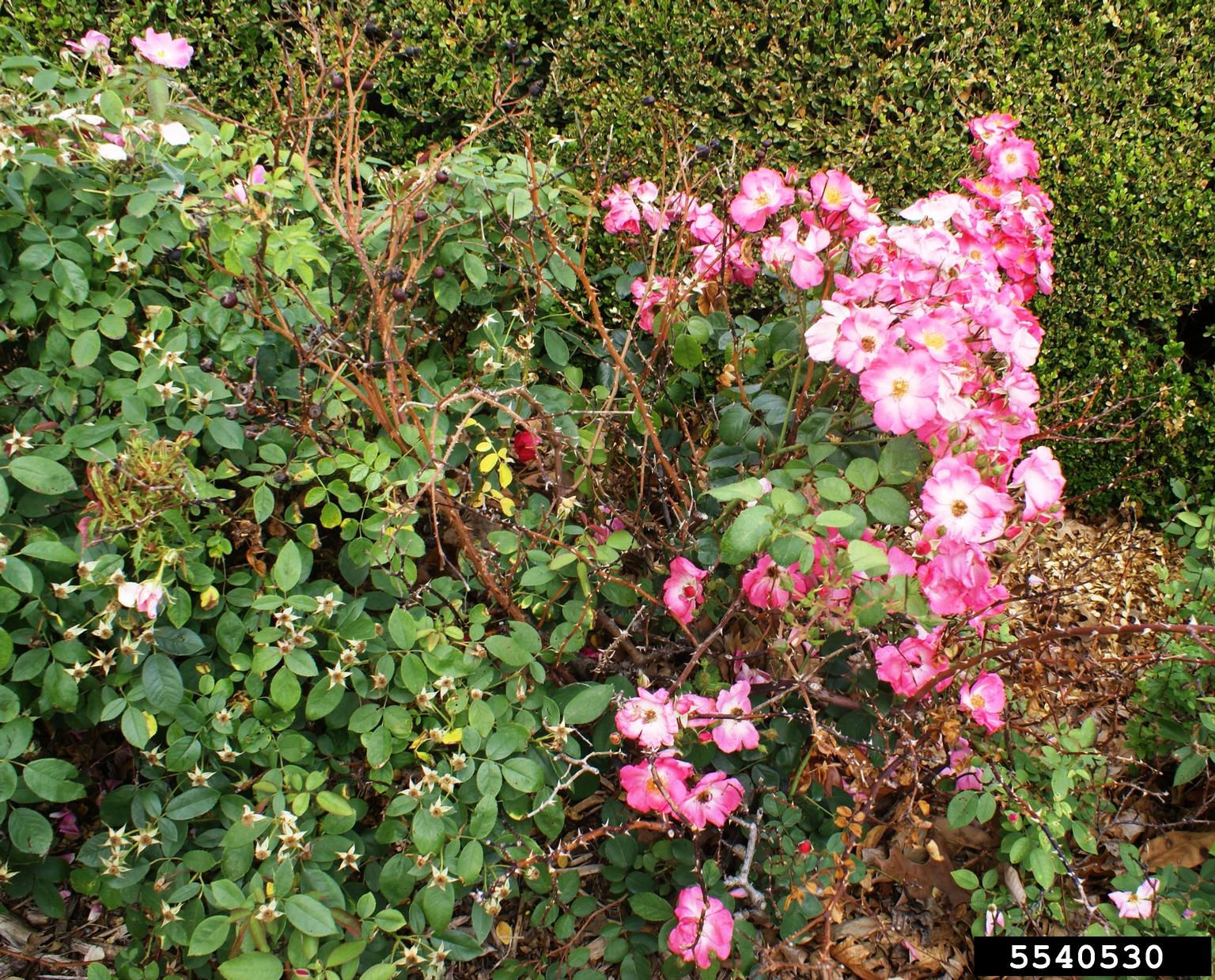 rose rosette disease (RRD) (Emaravirus Rose rosette disease)