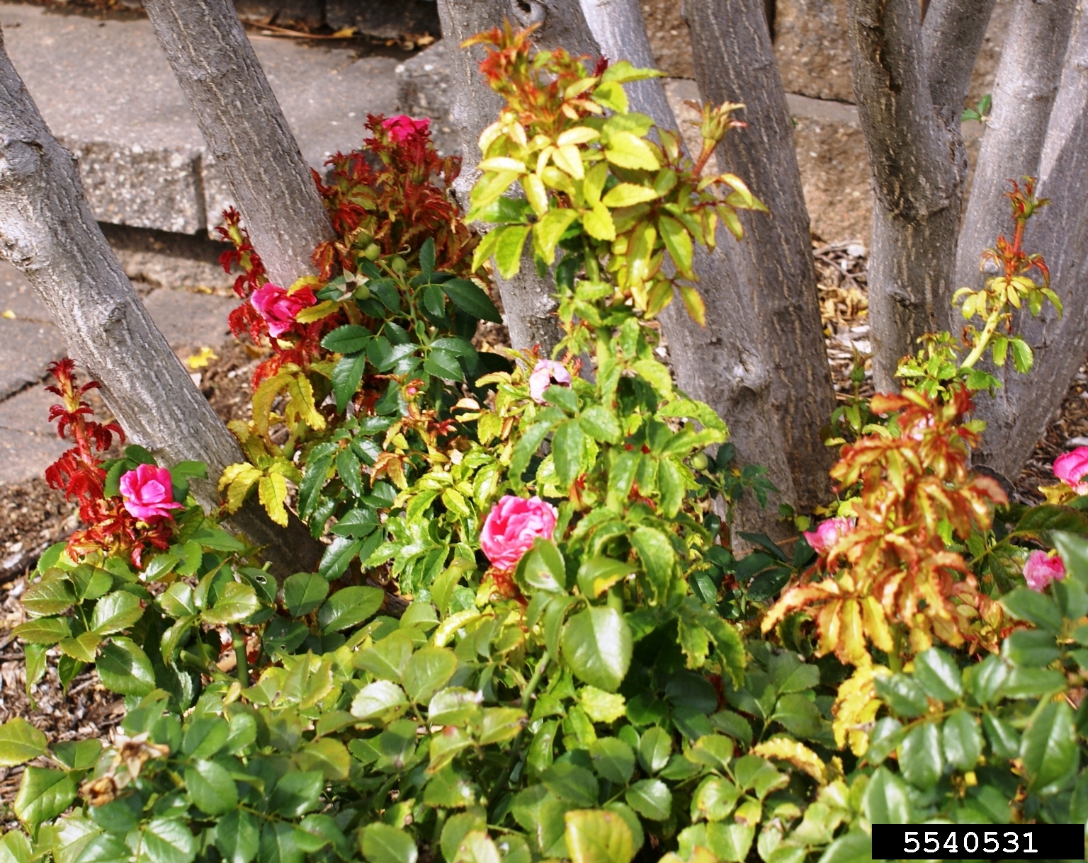 rose rosette disease (RRD) (Emaravirus Rose rosette disease)