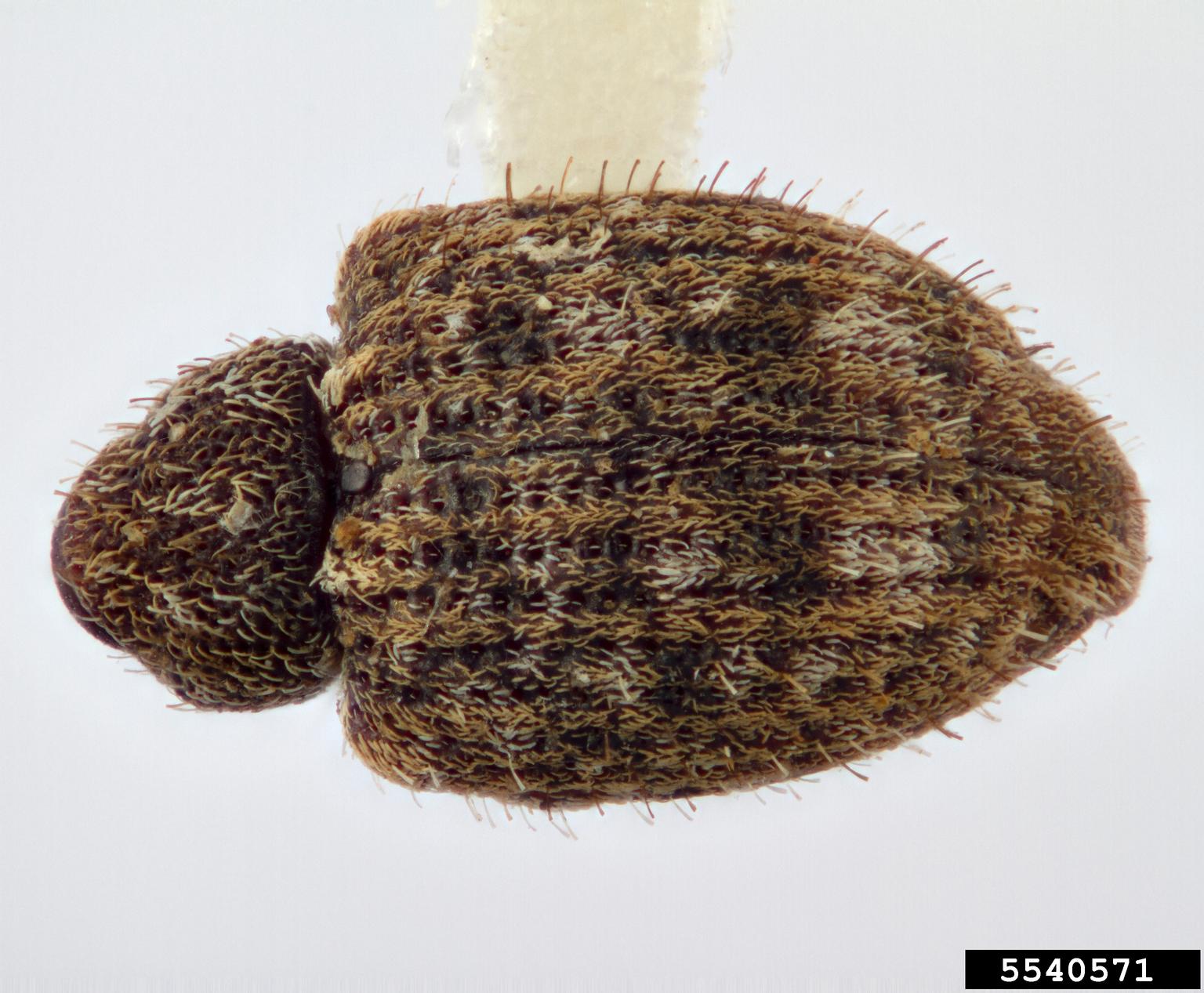 Weevil (Conotrachelus parvicollis)