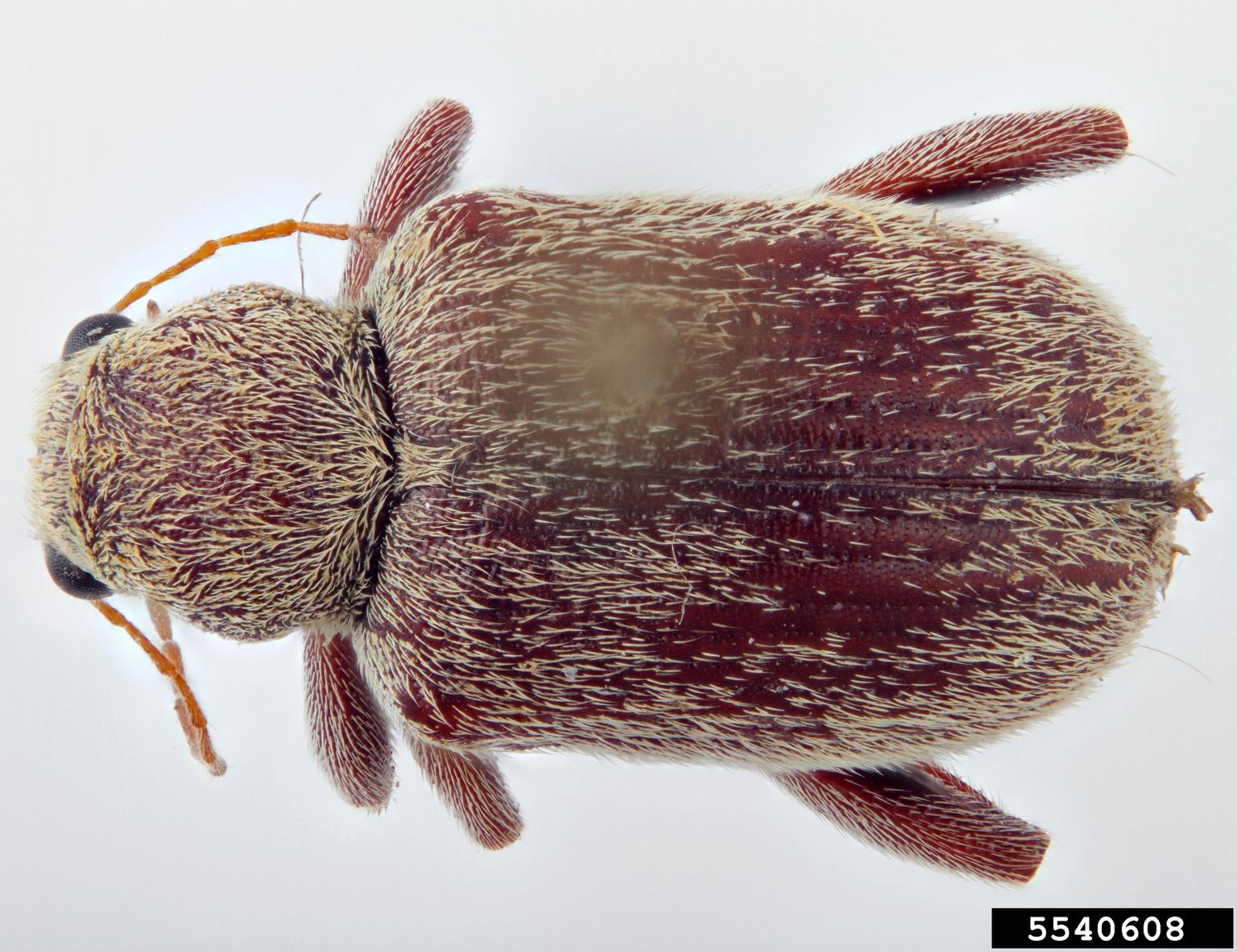 grape rootworm (Fidia viticida Walsh, 1867)