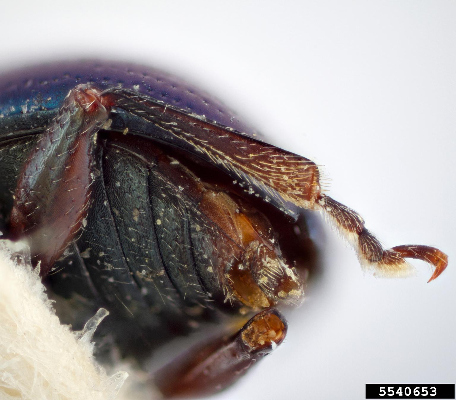 Brachypnoea tristis (Olivier, 1808)