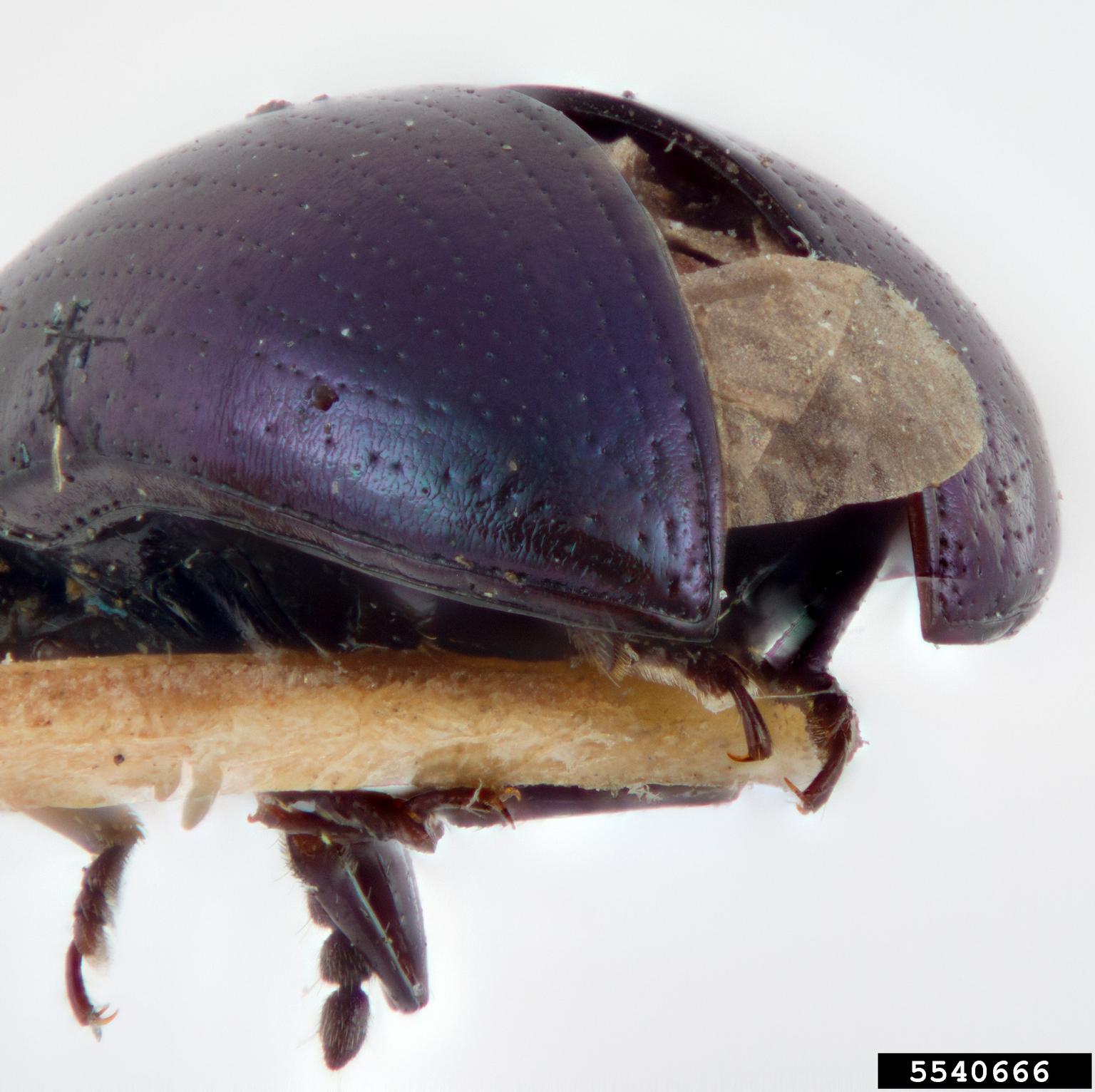 leaf beetle (Phaedon cyanescens Stal)