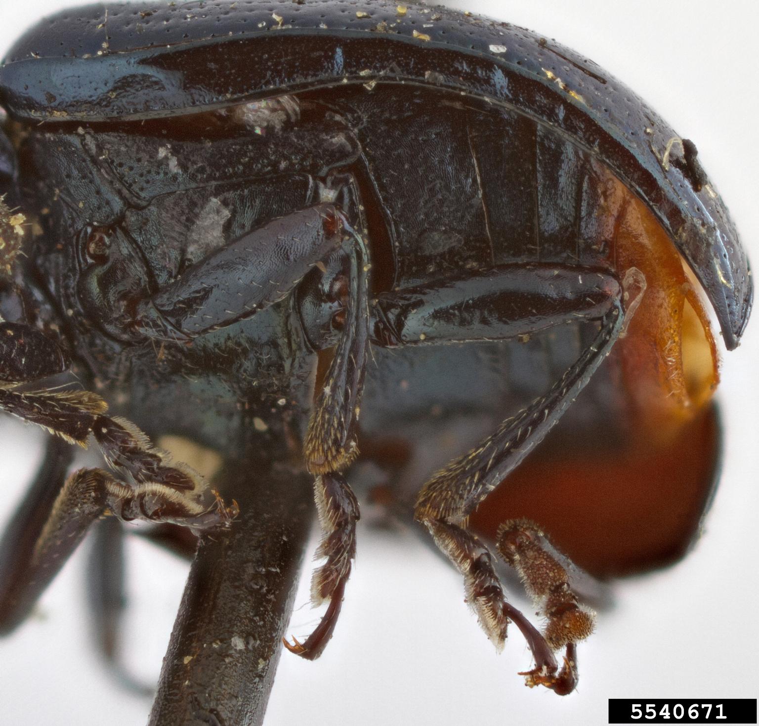 watercress leaf beetle (Phaedon viridis)