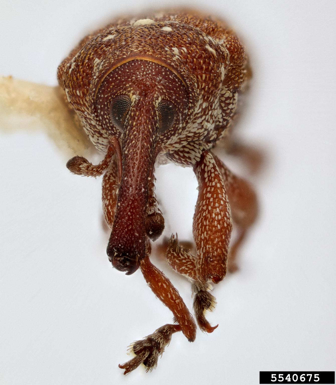 eastern pine weevil (Pissodes nemorensis)