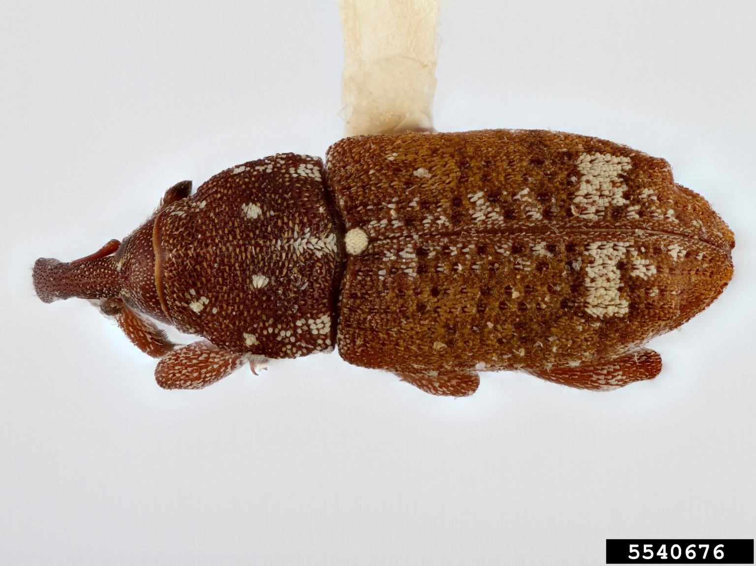 eastern pine weevil (Pissodes nemorensis Germar, 1824)
