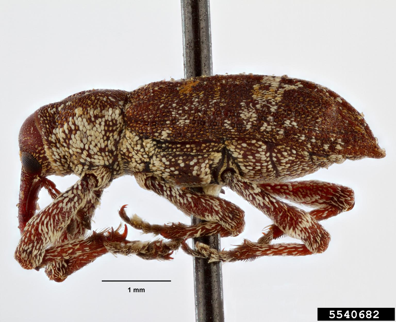 Monterey pine weevil (Pissodes radiatae ) on bishop pine (Pinus ...