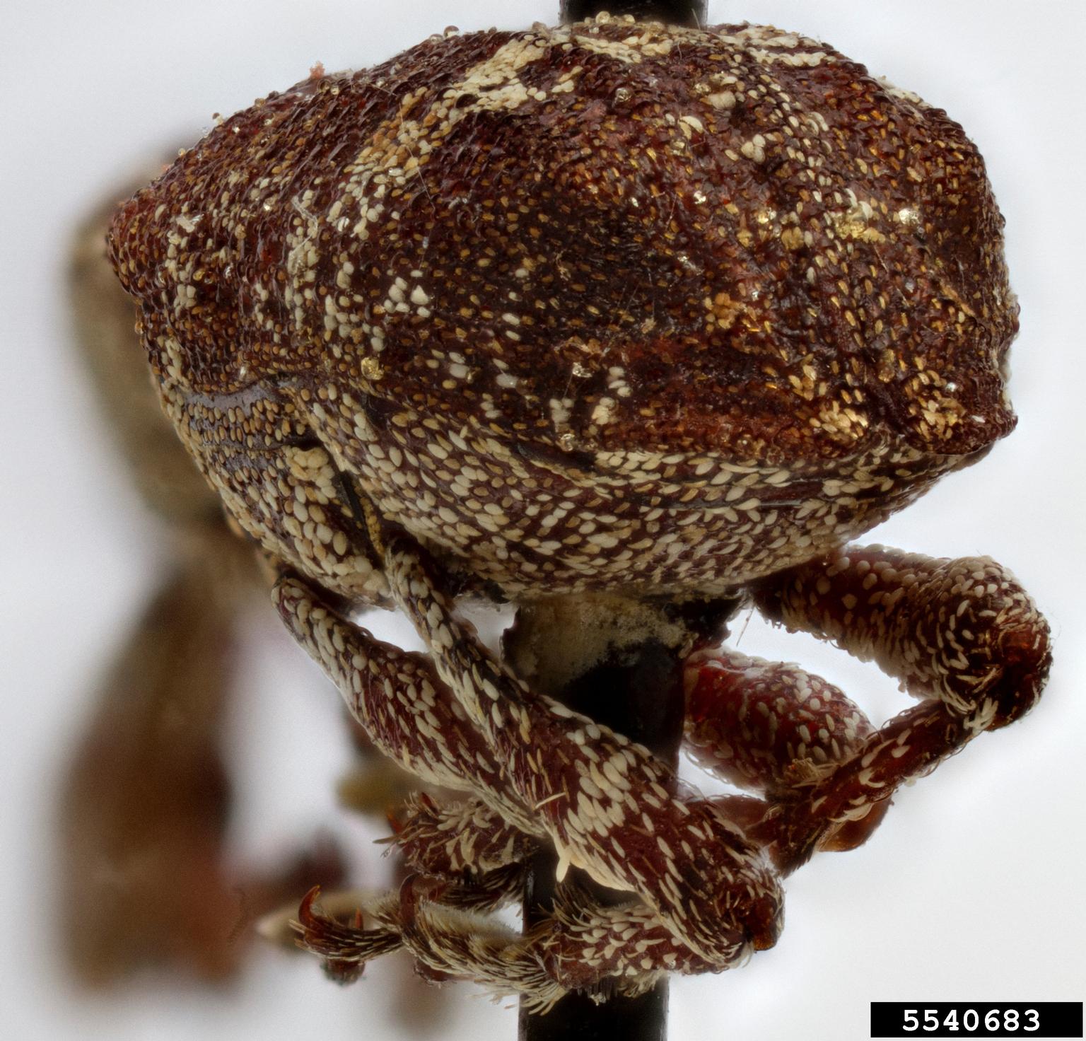 Monterey pine weevil (Pissodes radiatae Hopkins, 1911)