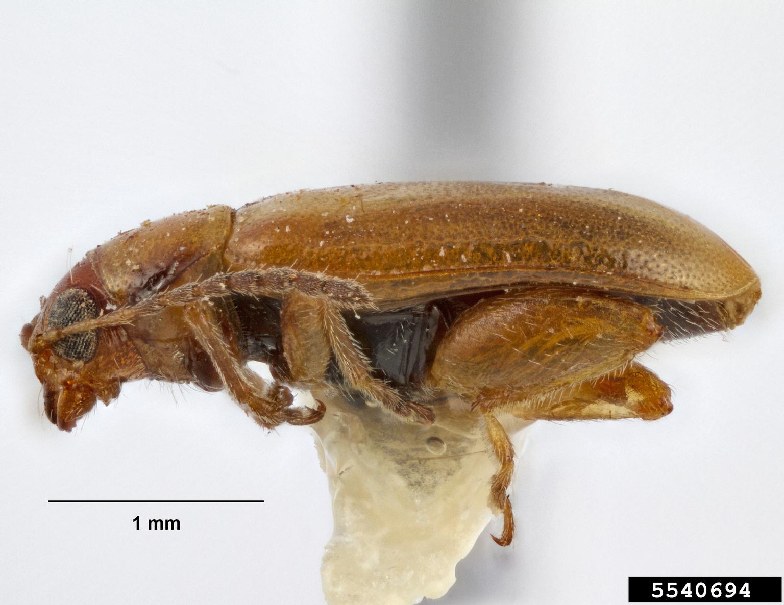 flea beetle (Systena taeniata (Say))