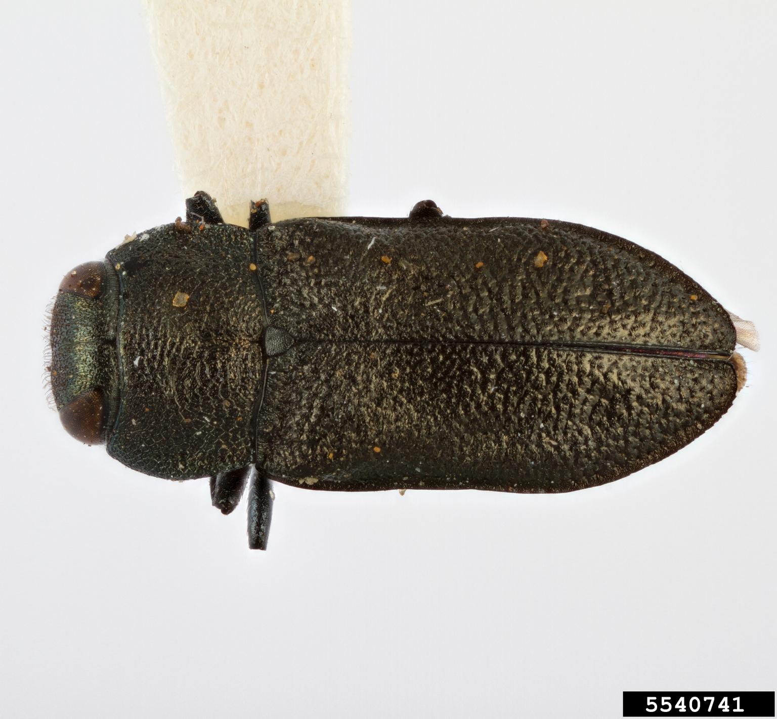 flatheaded twig borer and girdler (Anthaxia aeneogaster Gory & Laporte ...