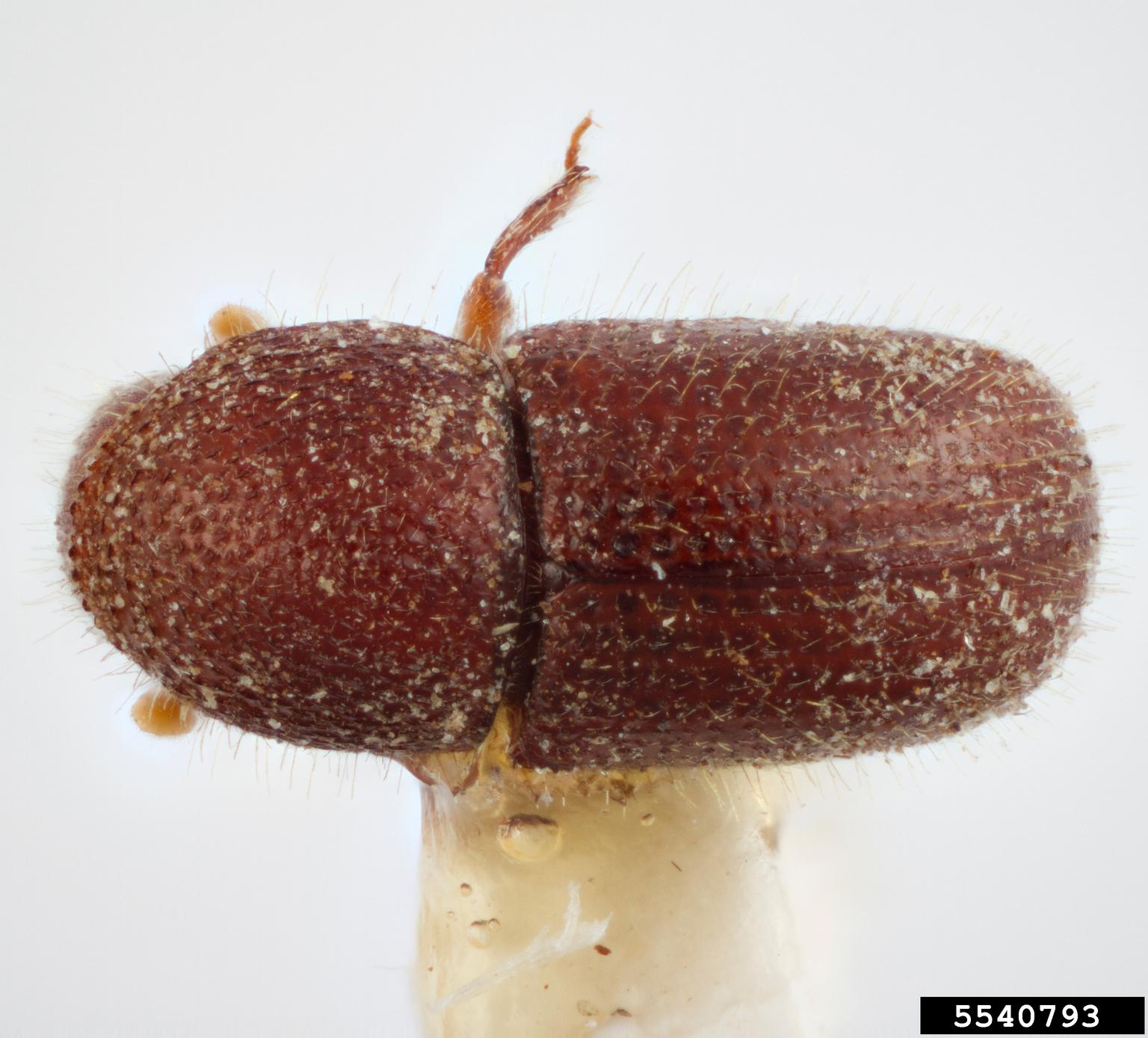 bark beetle (Coccotrypes carpophagus)