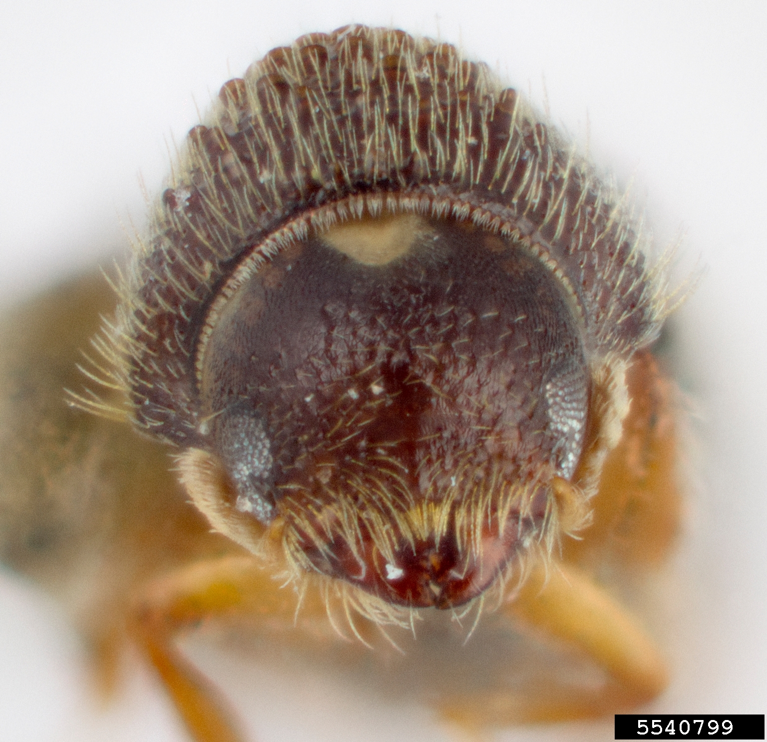 bark beetle (Cryphalus abietis (Ratzeburg))