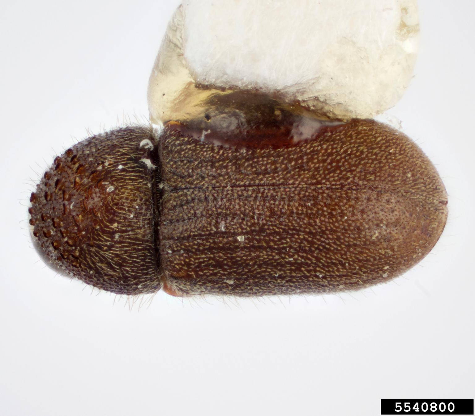 bark beetle (Cryphalus abietis (Ratzeburg))