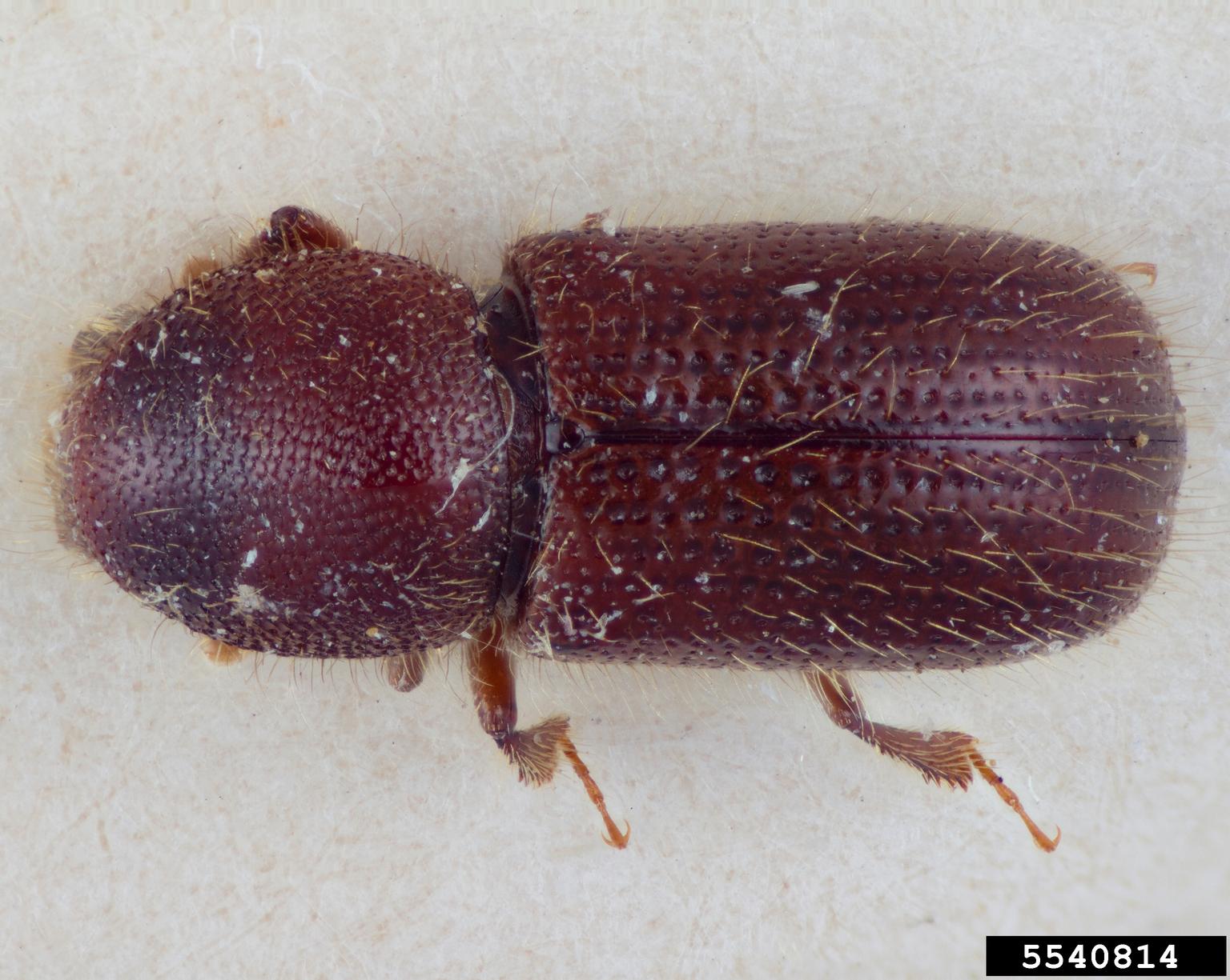 bark beetle (Dryocoetes hectographus Reitter)