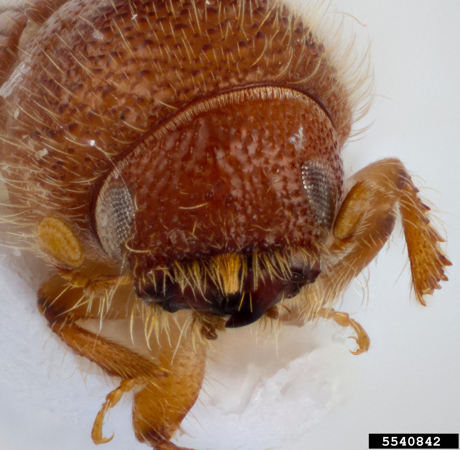 Mediterranean pine engraver beetle (Orthotomicus erosus (Wollaston, 1857))