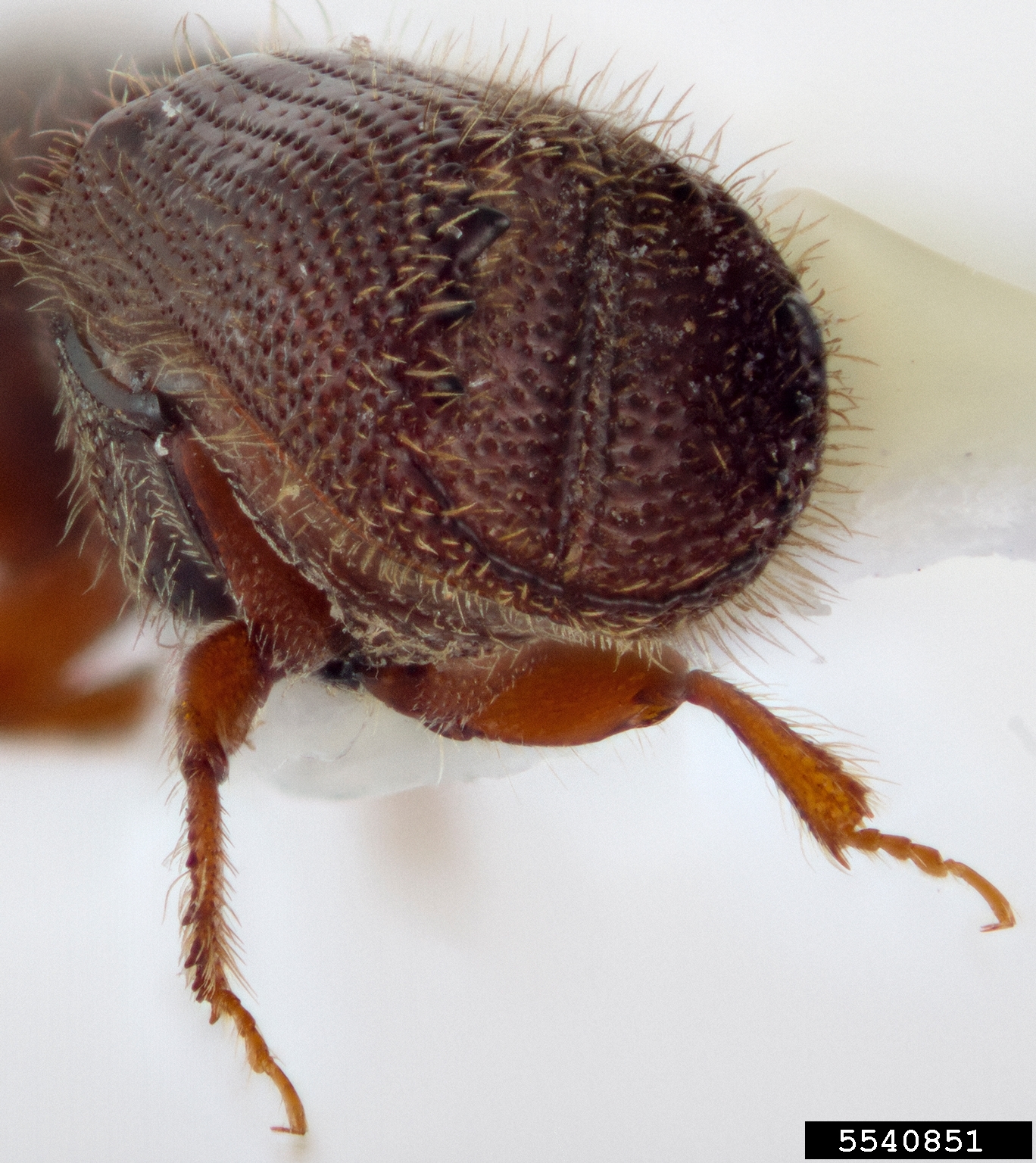 Mediterranean pine engraver beetle (Orthotomicus erosus (Wollaston, 1857))