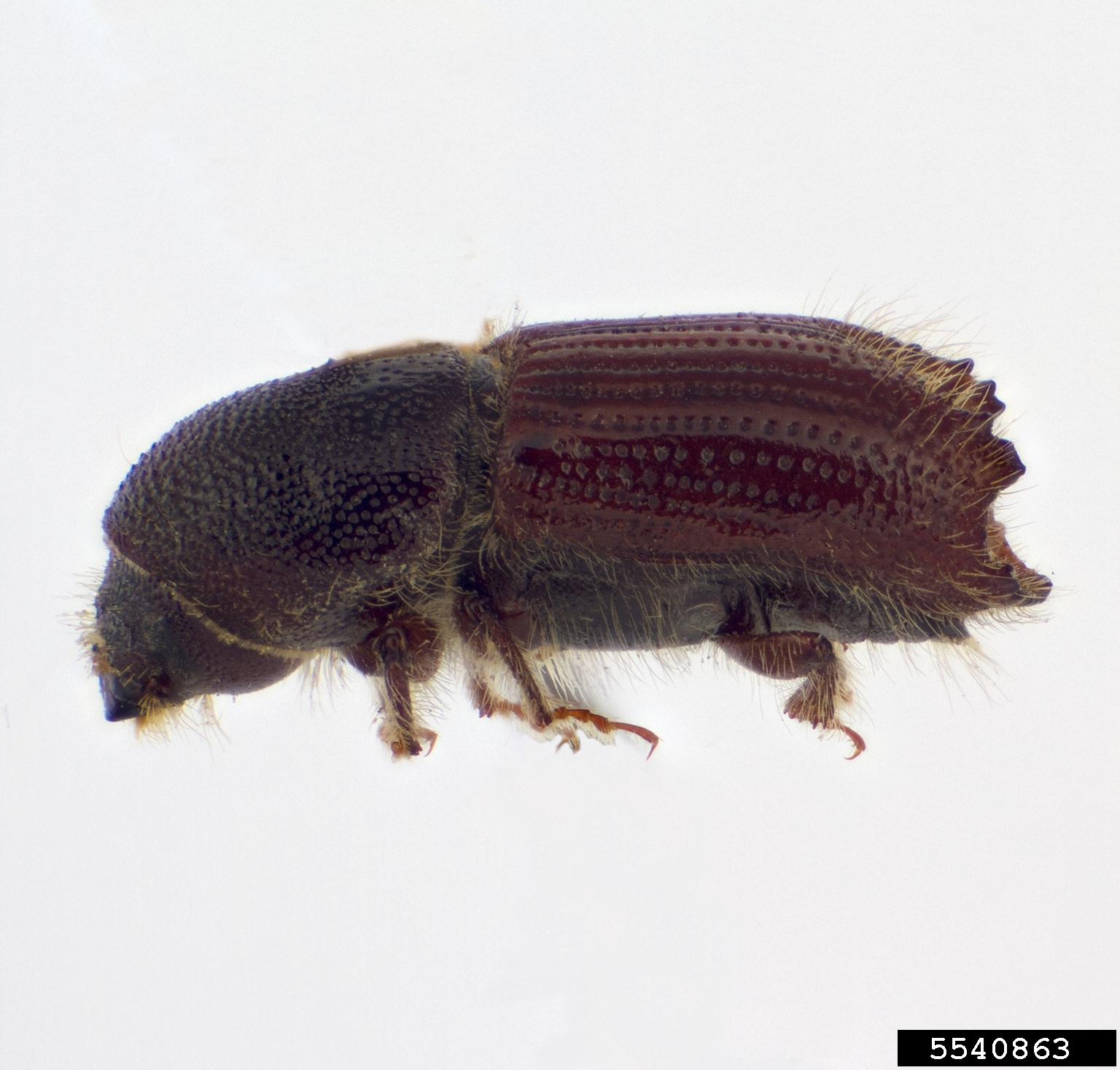 emarginate ips (Ips emarginatus (LeConte, 1876))