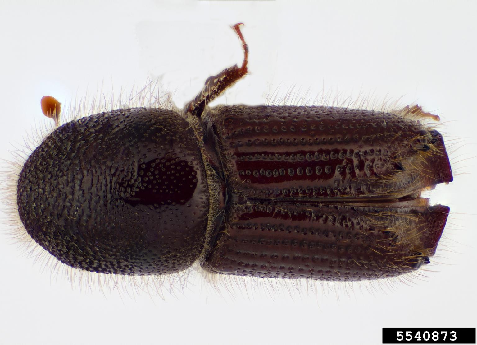 bark beetle (Ips integer Eichhoff, 1869)