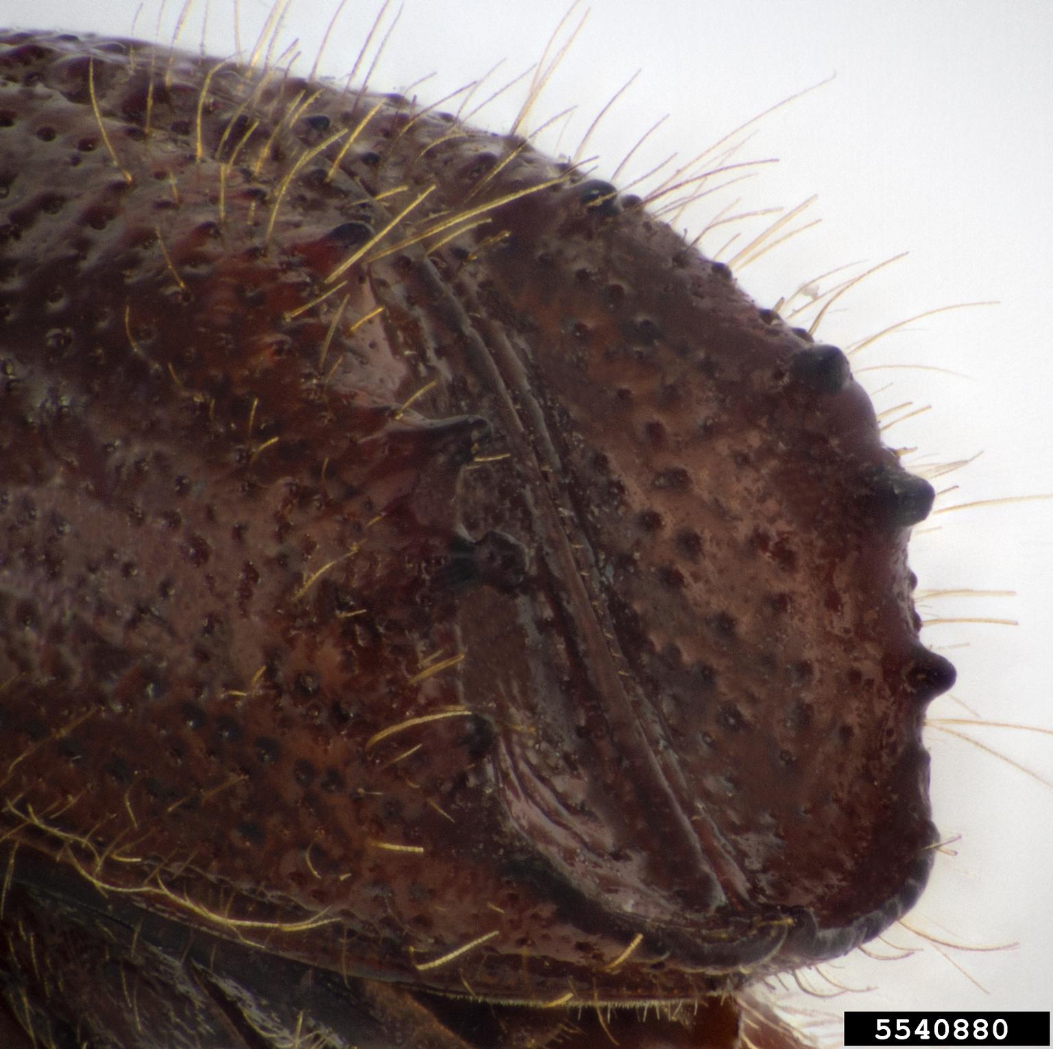northern spruce engraver (Ips perturbatus)