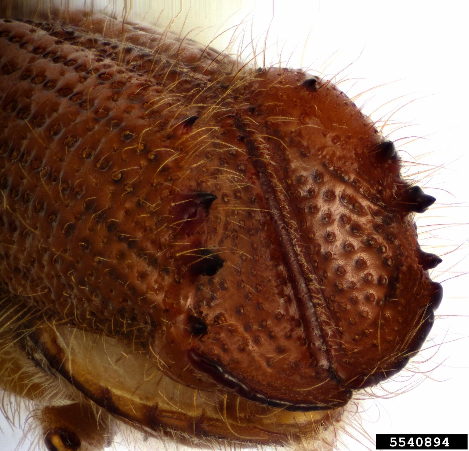 bark beetle (Ips woodi Thatcher)
