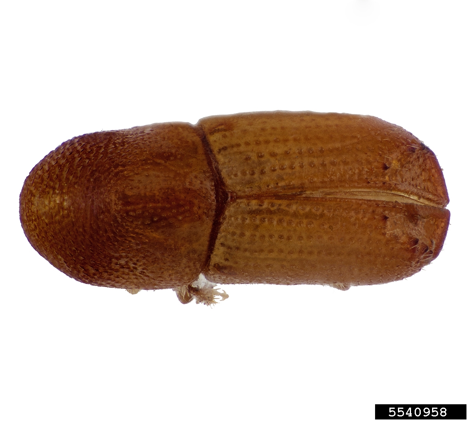 small southern pine engraver (Ips avulsus)