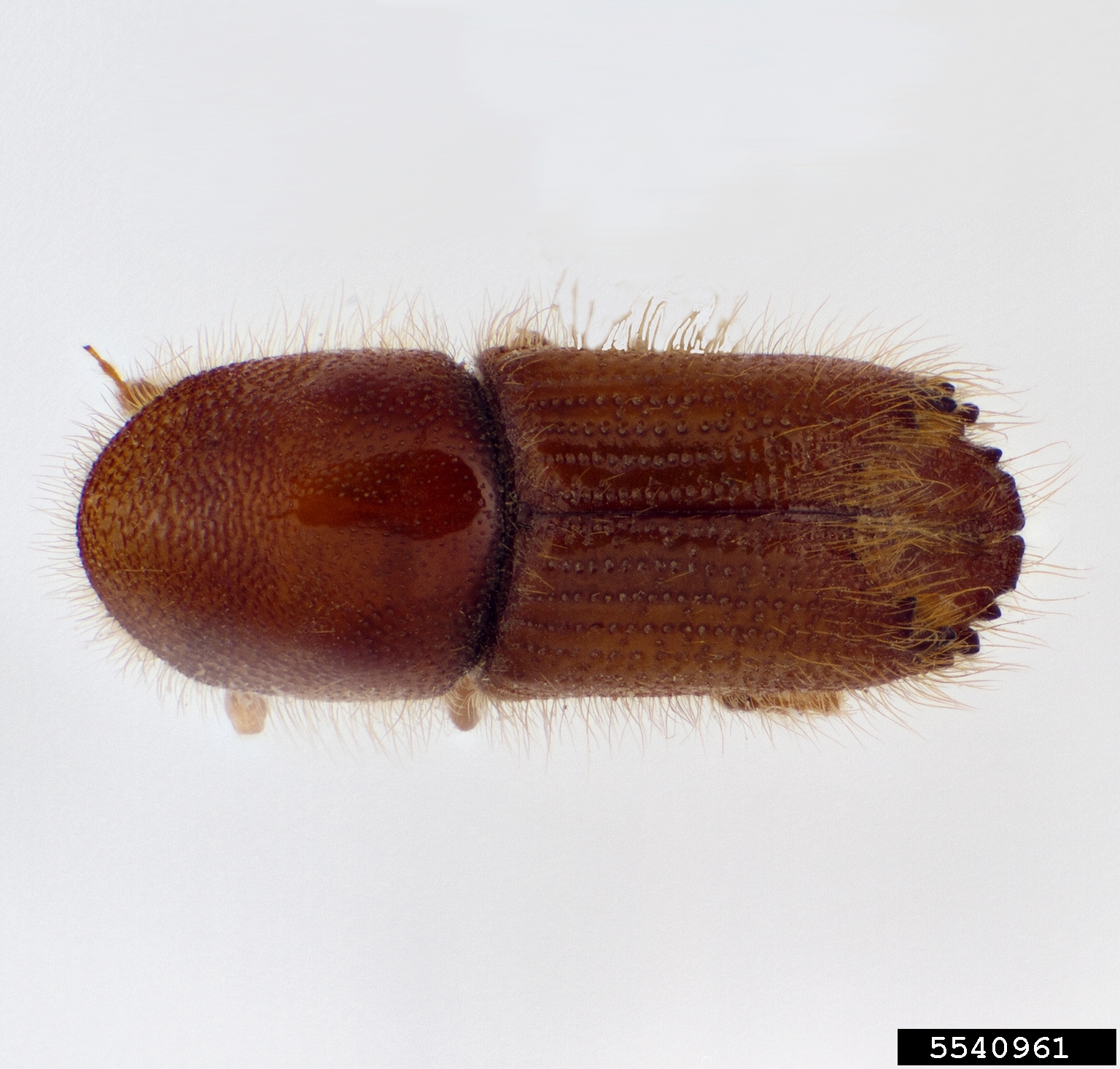 sixspined ips (Ips calligraphus)