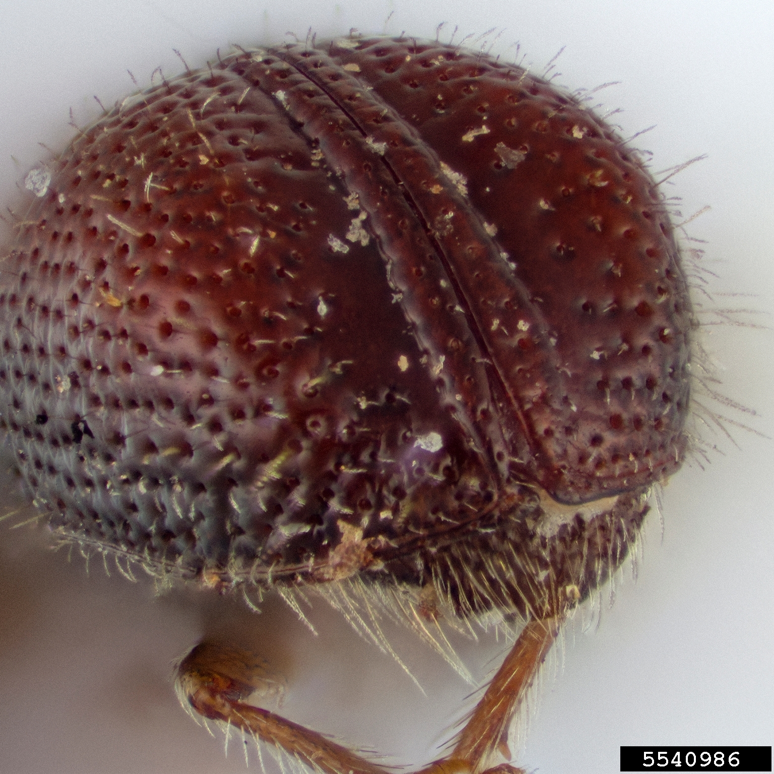 bark beetle (Pityophthorus solus)